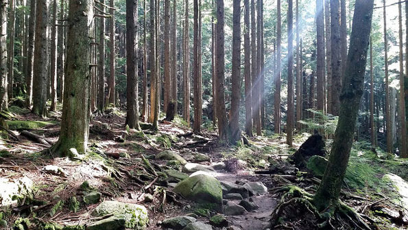 Norvan Falls Hike in North Vancouver | Outdoor Vancouver