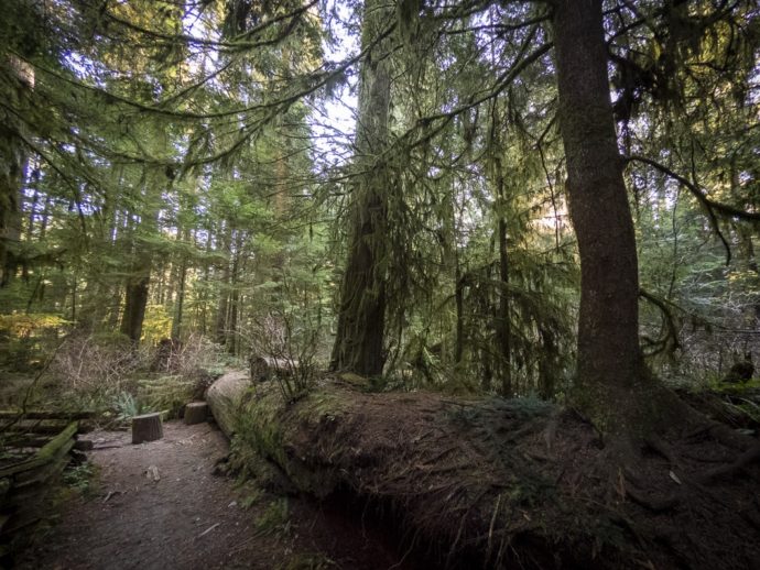Capilano River Regional Park Hike | Capilano Canyon Loop