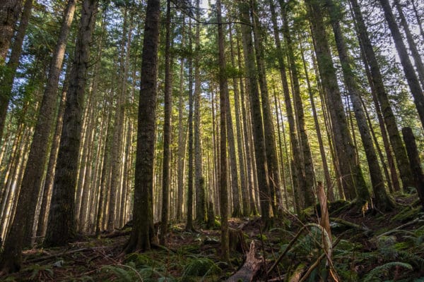 Norvan Falls Hike In North Vancouver | Outdoor Vancouver